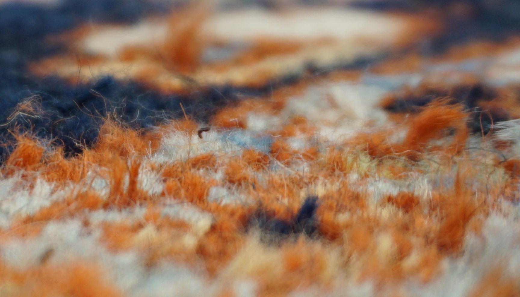 Rug Tip Shearing - D.A. Burns & Sons